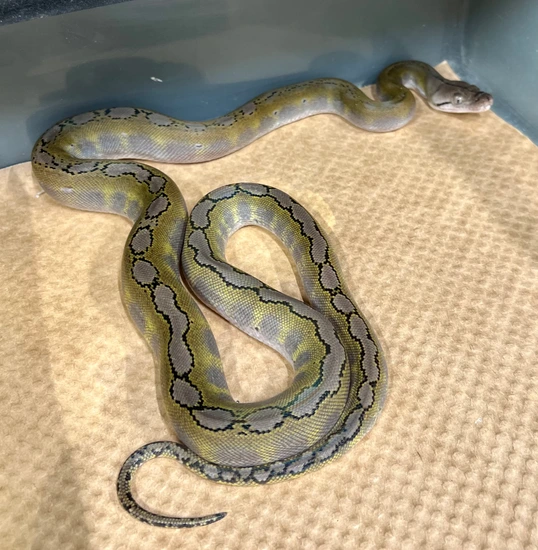 Platinum Motley Het Anery 50% Het Purple Albino 25% Jampea Dwarf 2022 ...