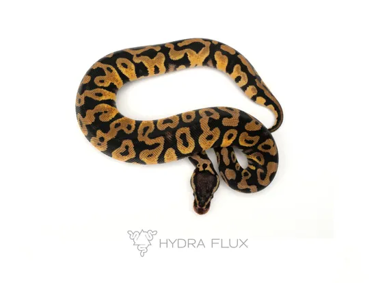 Pastel Het Desert Ghost Ball Python by Hydra Flux