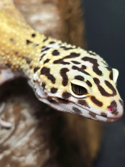 White And Yellow Mack Snow Leopard Gecko by Mythical Reptiles