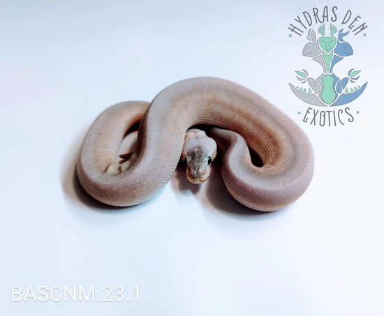 Banana Super Cinnamon Ball Python by Hydra's Den Exotics