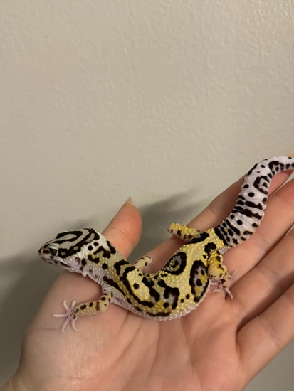 Bold Stripe Lavender Leopard Gecko by Hypnotic Gecko