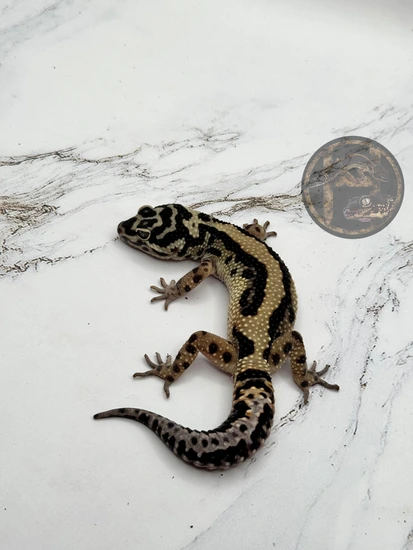 Bold Bandit Jungle Leopard Gecko by Hypnotic Gecko