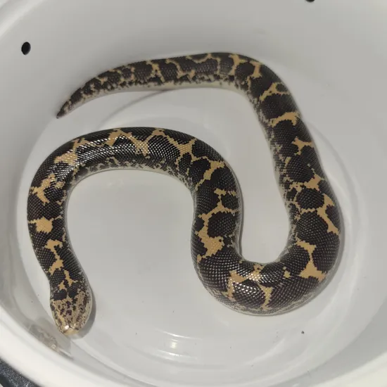 Normal Kenyan Sand Boa by Idaho Medusa's KSBs