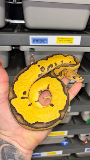 Wookie Fire Leopard Blade (Yellowbelly/Redstripe) Clown 50%Het Pied ...