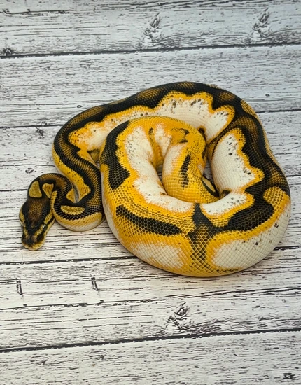 Super Orange Dream Scrambler Calico (Fire) Ball Python by Idealpythons