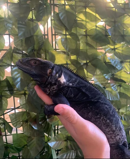Blue Pectinata Other Iguana by Ie.reptiles