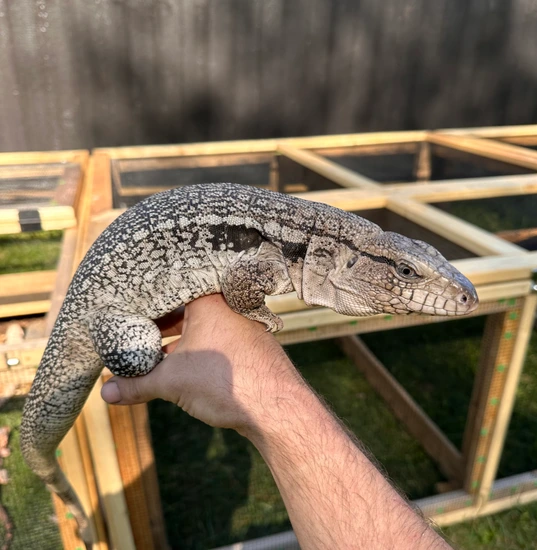 Anery Pink Panther 66% Het Albino Columbian Tegus by Aced Exotics