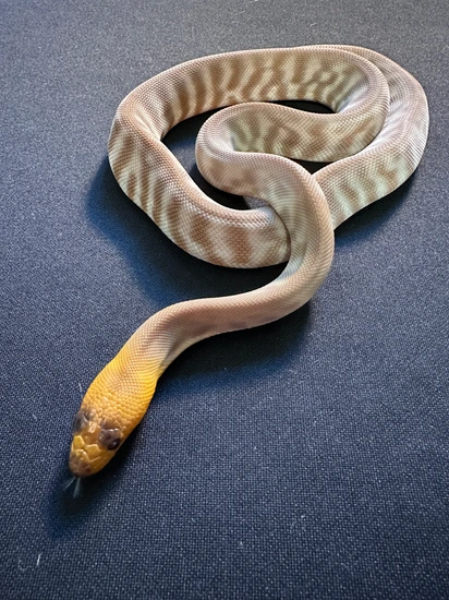 2024 Ramsayi #12 Woma Python by Steve’s shield bearers