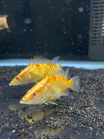 Albino Chinese Perch 3in Other Freshwater Fish by Aquaigor