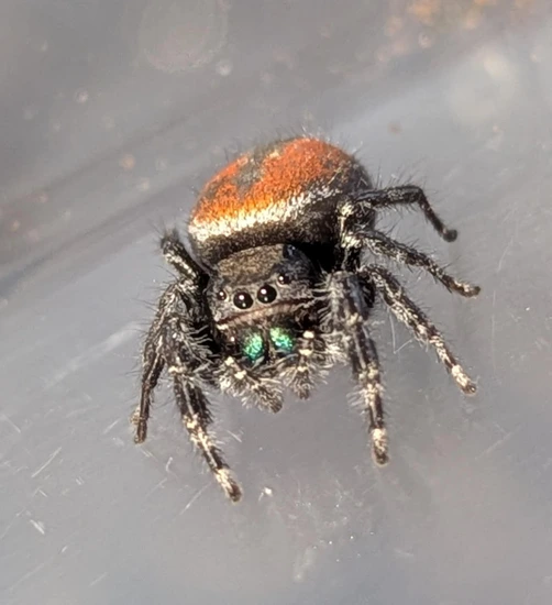 Cookie - GRAVID Phidippus Carneus - Red Backed Jumping Spider by Iktomi ...