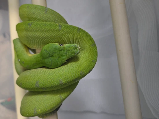 Merauke Green Tree Python by Perched-Up Pythons