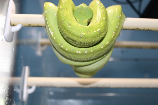 Merauke Green Tree Python by Perched-Up Pythons