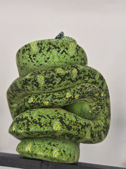 Designer Green Tree Python by Perched-Up Pythons