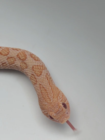Arctic Sunburst Western Hognose by Immaculate Hogs