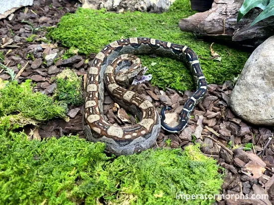 Aztec Het Specter Boa Constrictor by Imperatormorphs