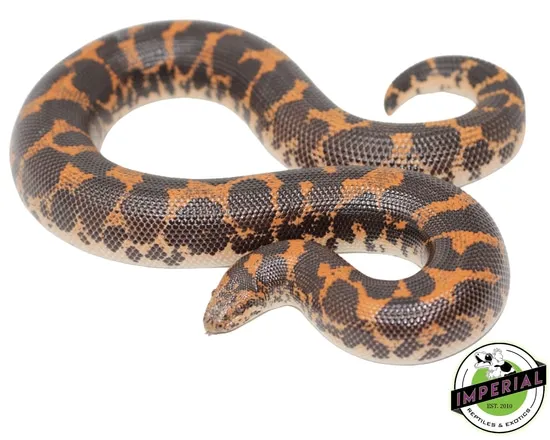 Normal Kenyan Sand Boa by Imperial Reptiles & Exotics, LLC