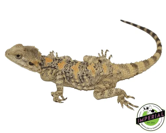 Painted 'clown' Agama Lizard by Imperial Reptiles & Exotics, LLC