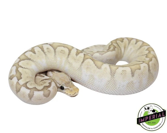 Pastel Bamboo Ball Python by Imperial Reptiles & Exotics, LLC