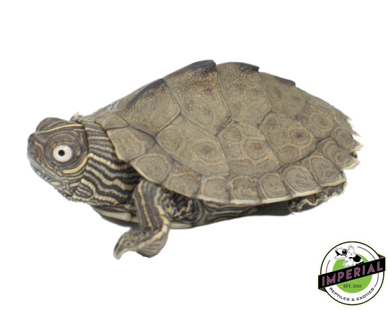 Mississippi Map Turtle Baby by Imperial Reptiles & Exotics, LLC