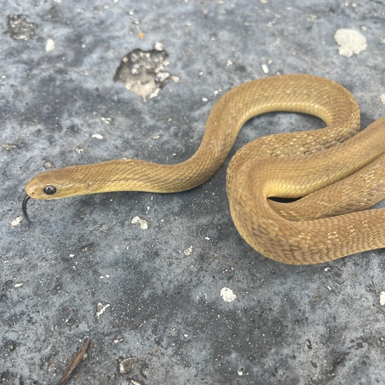 Egg Eating Snake (Gansi) More Colubrid by Imperial Reptiles & Exotics, LLC