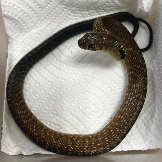 USCBB Unicolor Cribo Cribo & Indigo Snakes by Aquatropics Reptiles