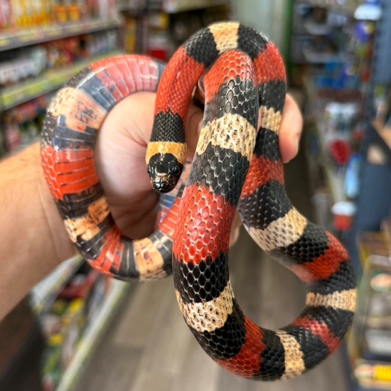 Pueblan Milksnake From High Black Line Pueblan Milk Snake by ...