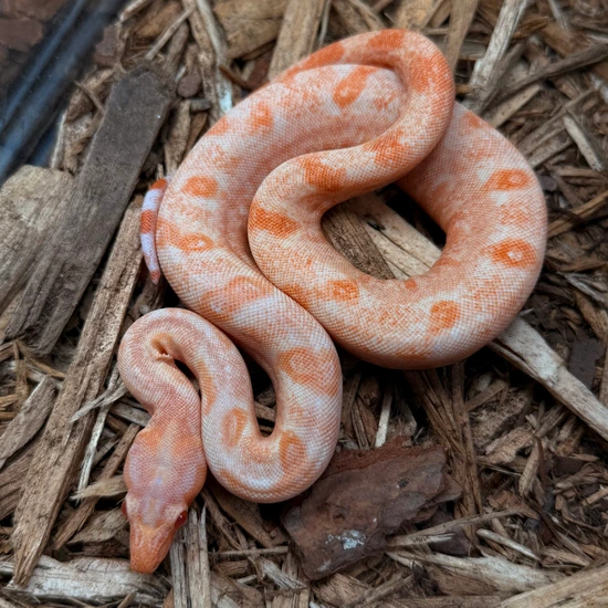 Sunglow Leopard Red Tail Boa Boa Constrictor by Aquatropics Reptiles