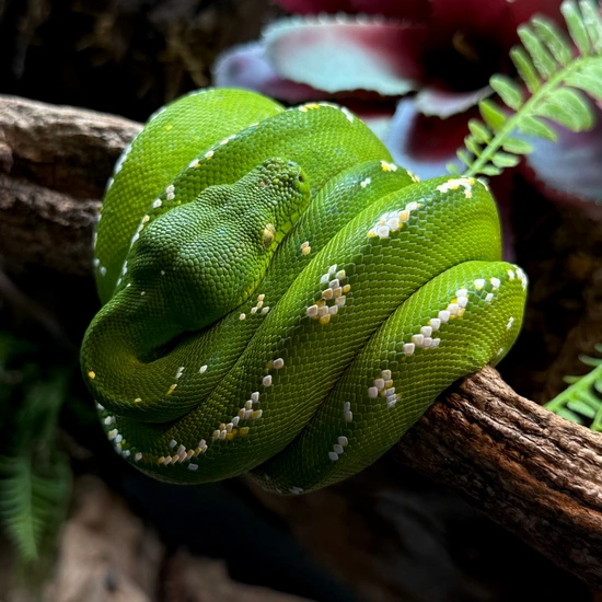 Aru Green Tree Python by Aquatropics Reptiles