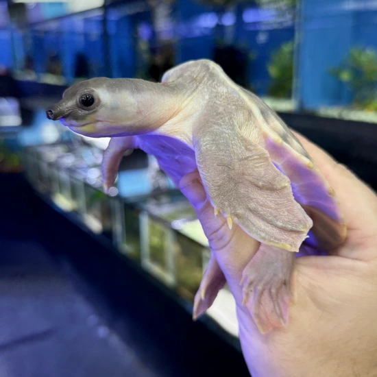 Light Fly River Turtle by Aquatropics Reptiles