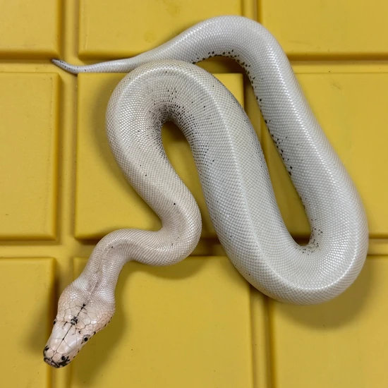 Magpie Batik Double Het Blood Python by Aquatropics Reptiles