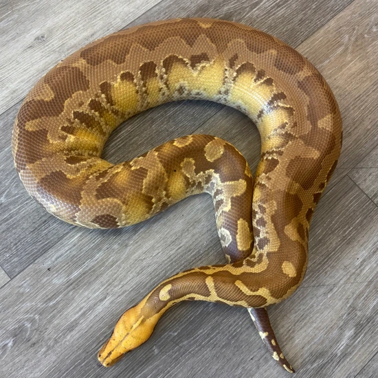 Caramel Albino Sumatran Short Tail Python Sumatran Short-Tailed Python by Aquatropics Reptiles