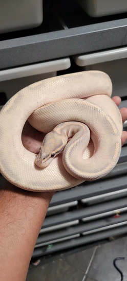 Highway Het Pied Ball Python by SRY Exotics