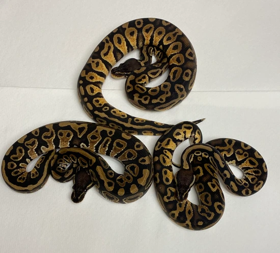 Hayabuza Desert Ghost Ultramel Project Ball Python by MySnake_EU