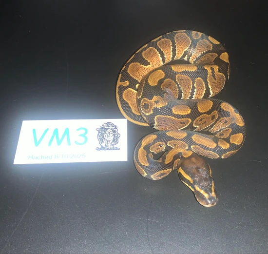 Volta. Ball Python by My Snake Addiction