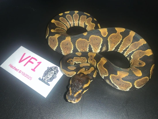 Volta. Ball Python by My Snake Addiction