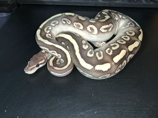 Super Phantom Ball Python by My Snake Addiction