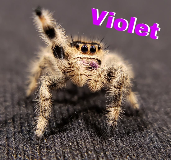 Regal Jumping Spider "Violet" by Exotics Source Formely Infinite Reptiles