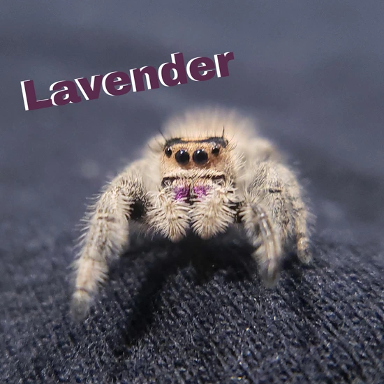 Lavender Jumping Spider (Regal) True Spider by Exotics Source Formely ...