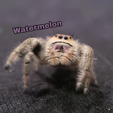 Regal Jumping Spider (Watermelon) by Exotics Source Formely Infinite ...