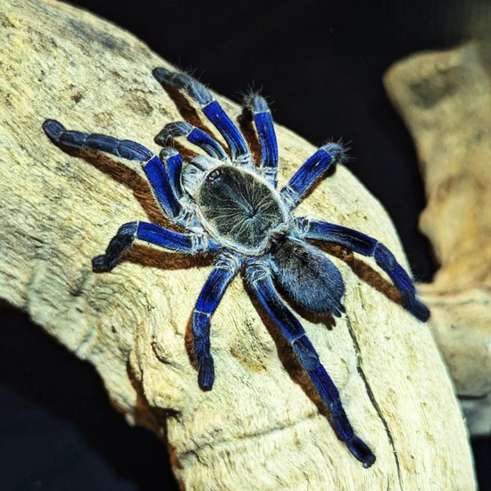 Cobalt Blue Tarantula (Cyriopagopus Lividus) by Exotics Source Formely ...