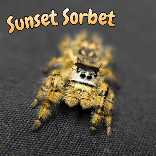 Otiosus Jumping Spider Female “Sunset Sorbet” by Exotics Source Formely ...
