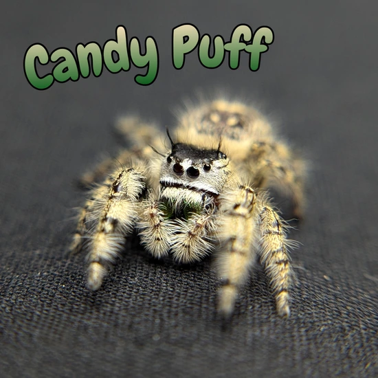 Otiosus Jumping Spider Female “Candy Fluff” by Exotics Source Formely ...