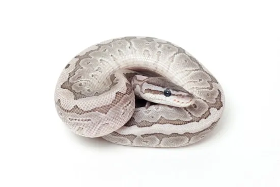 Kingpin VPI Axanthic Ball Python by Mothership Reptiles