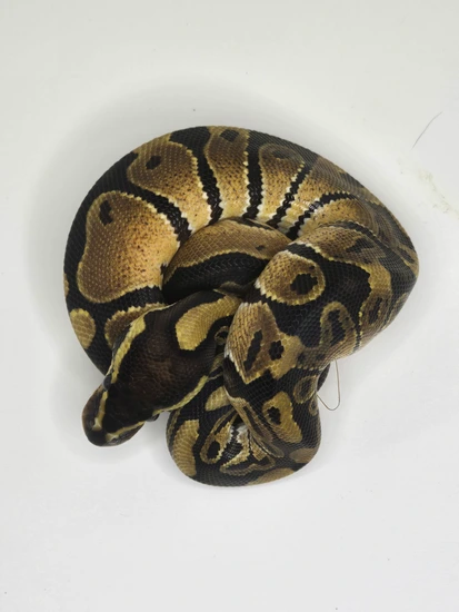 Normal Ball Python by Infinity Balls