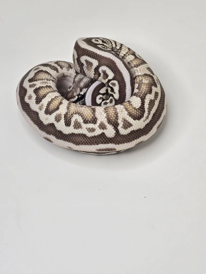 Pastel Fire Lesser Spotnose Leopard Ball Python by Infinity Balls
