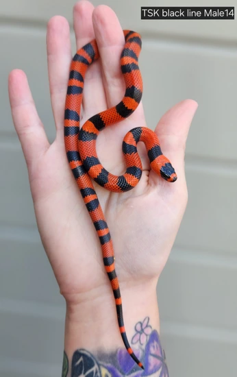 TSK Ash And Ember Black Line Honduran Milk Snake by Infrared Reptiles
