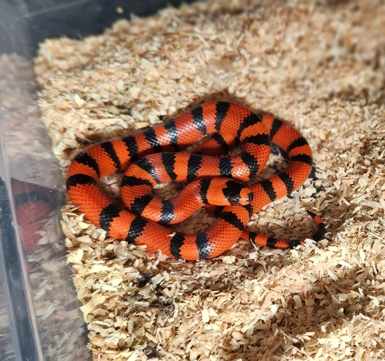 Sanders Line Bicolor Tangerine Honduran Milk Snake by Infrared Reptiles
