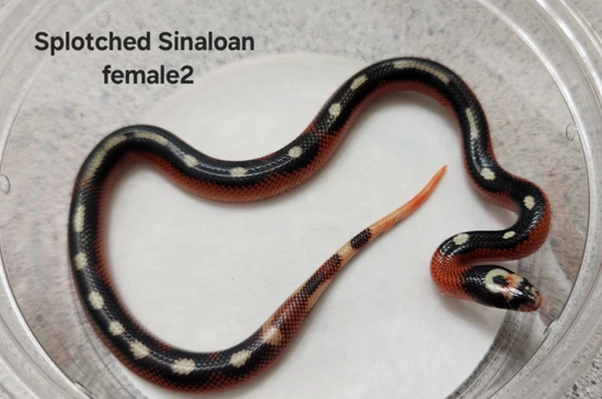 Splotched Sinaloan Sinaloan Milk Snake by Infrared Reptiles