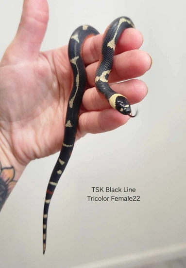 TSK Black Line Tricolor 'Ash Honduran Milk Snake by Infrared Reptiles