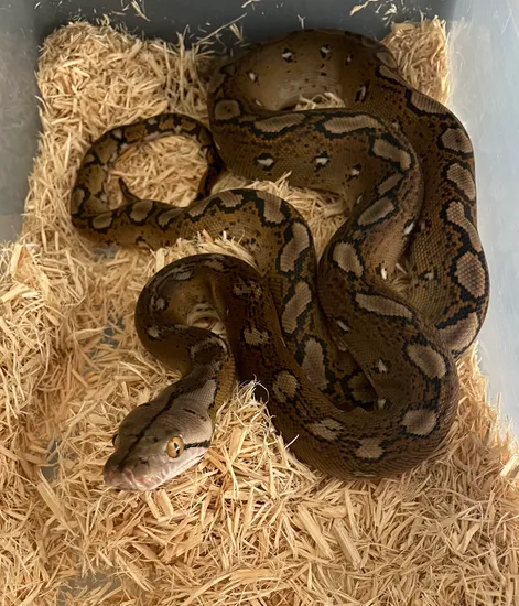 Motley DH Indo Caramel Anthrax Reticulated Python by Venomous Constrictors